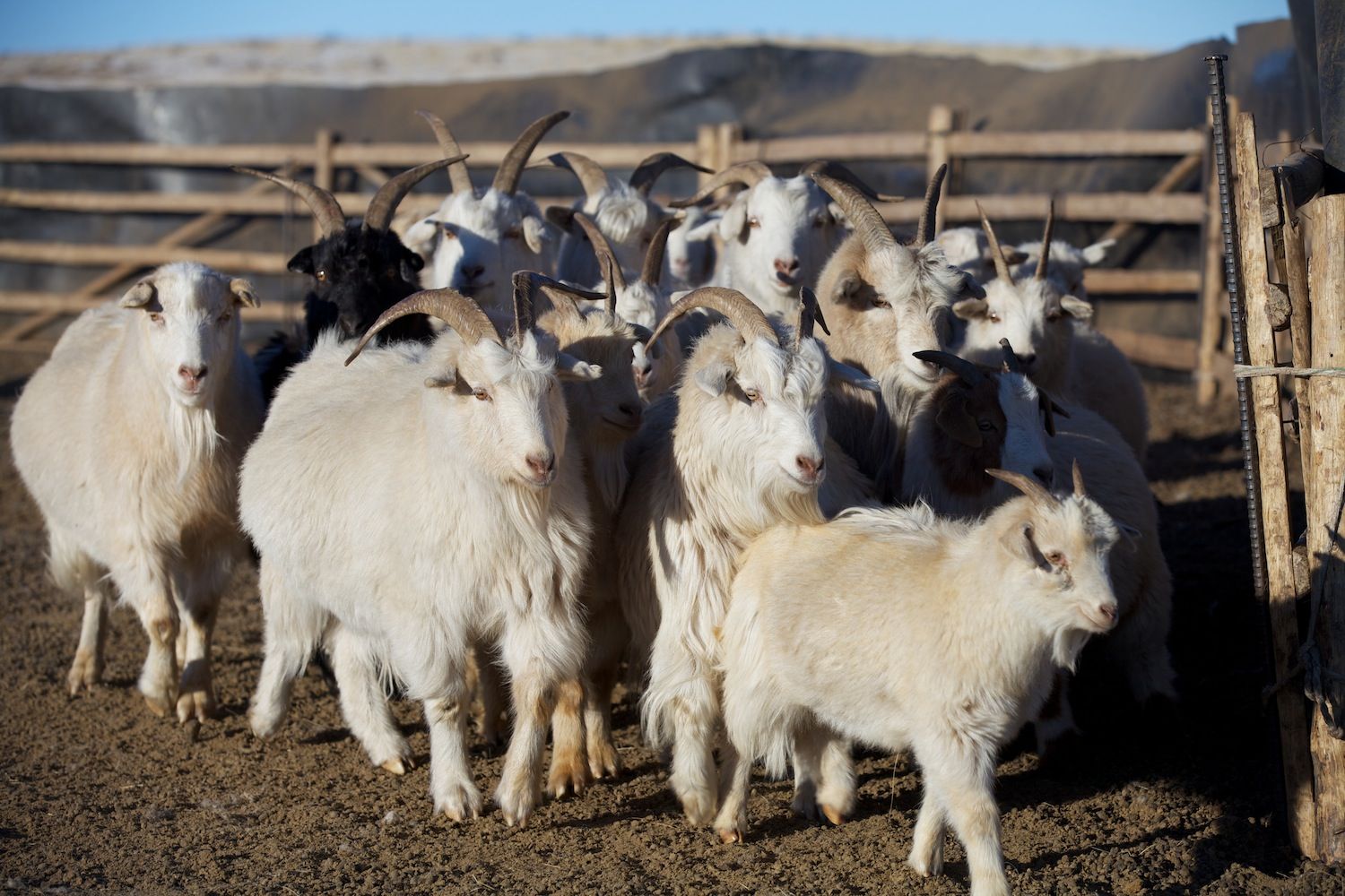 El origen del cashmere - Notas de prensa